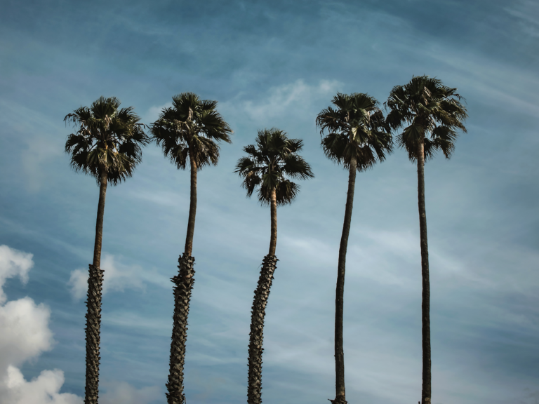 FivePalms | TENFORCE